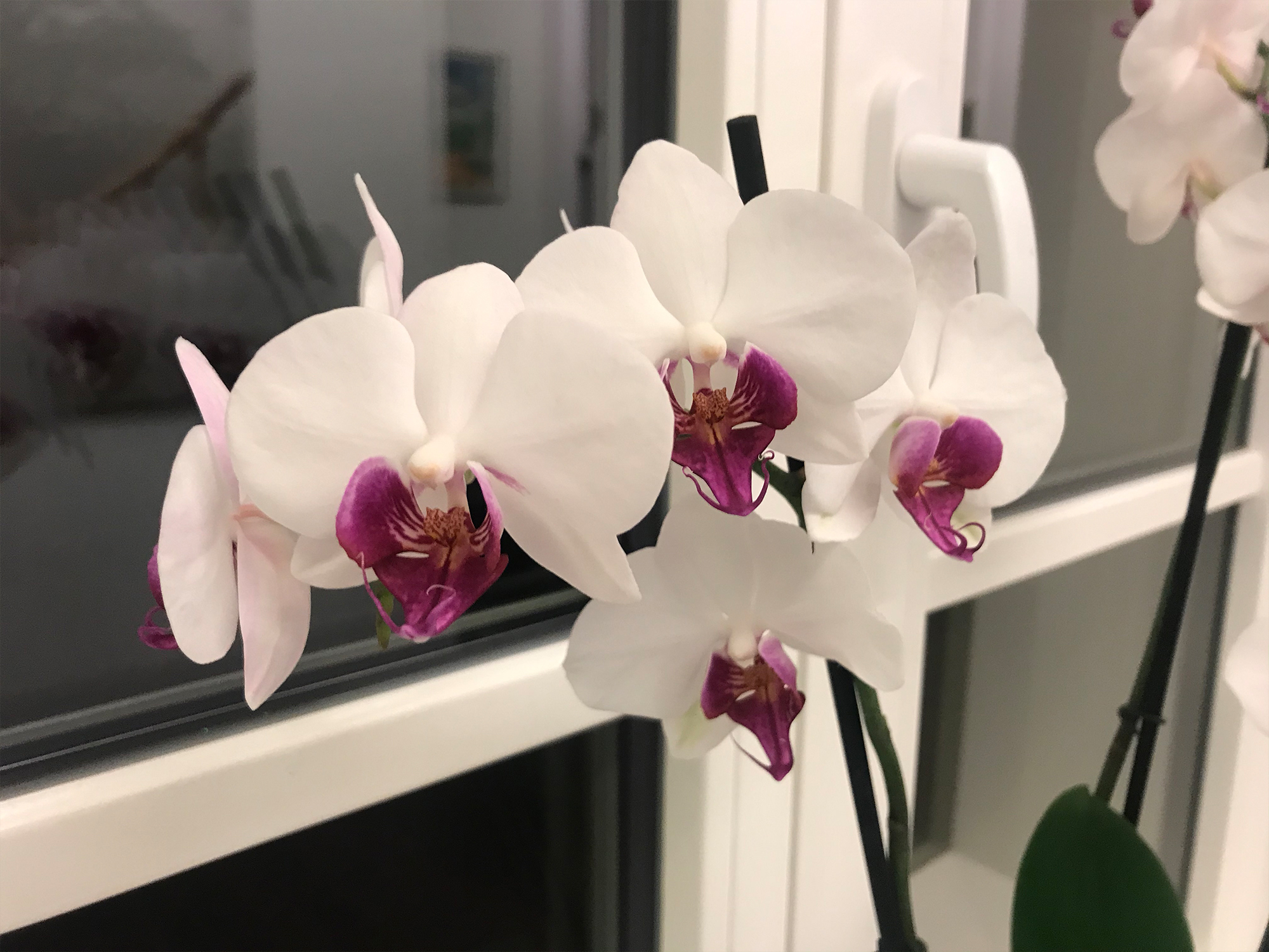 Home - Dr Christof Brunner - Lungenfacharzt in 1200 Wien